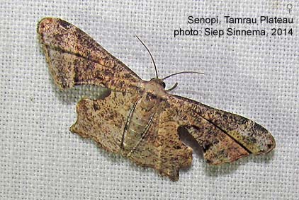 Papua Insects Foundation (Lepidoptera/Uraniidae/Epipleminae/Monobolodes ...
